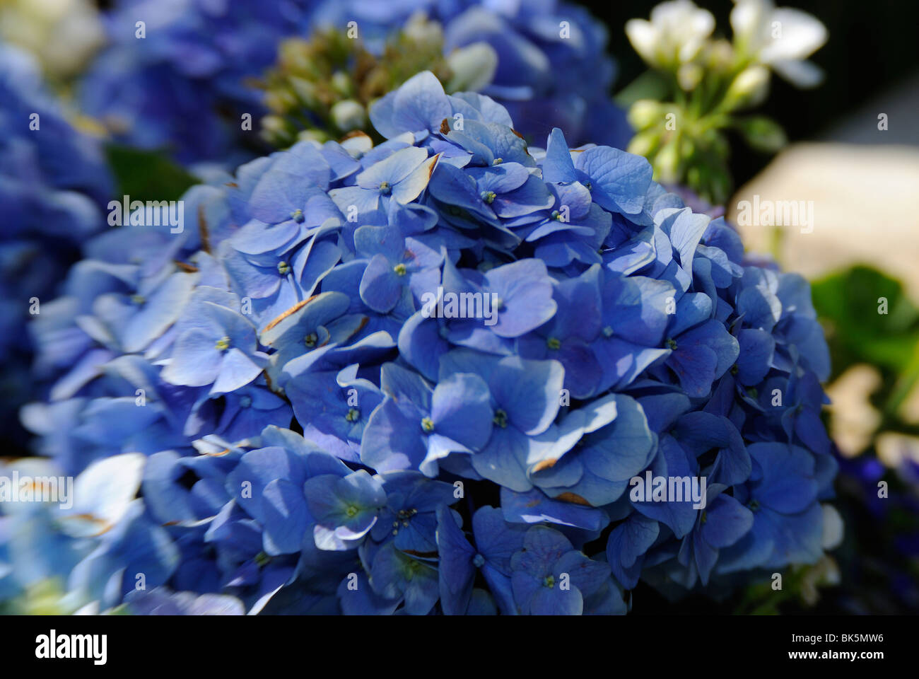 Hydrangea macrophylla blooming in the dallas arboretum park hi-res ...
