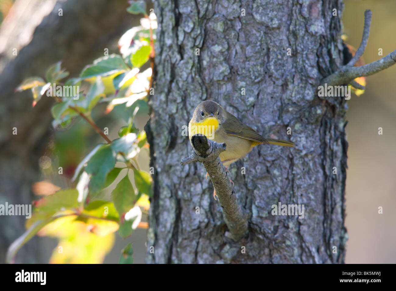 Common yellowthroat female bird hi-res stock photography and images - Alamy
