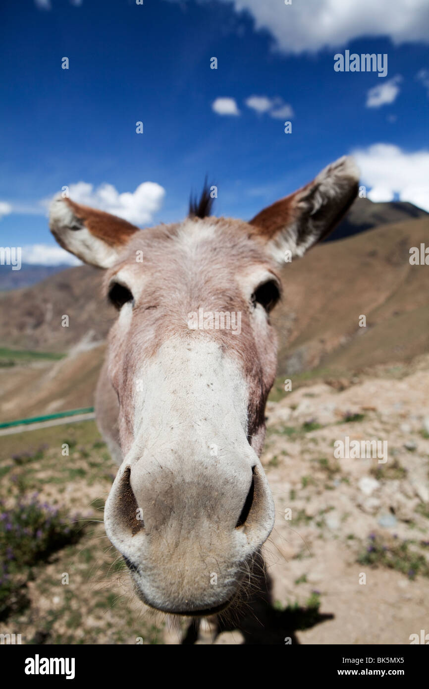 Close-up of a donkey, Tibet Stock Photo - Alamy