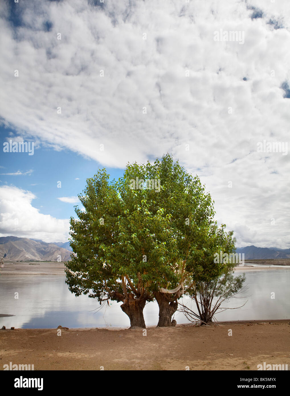 Trees in front of a lake, Tibet Stock Photo - Alamy