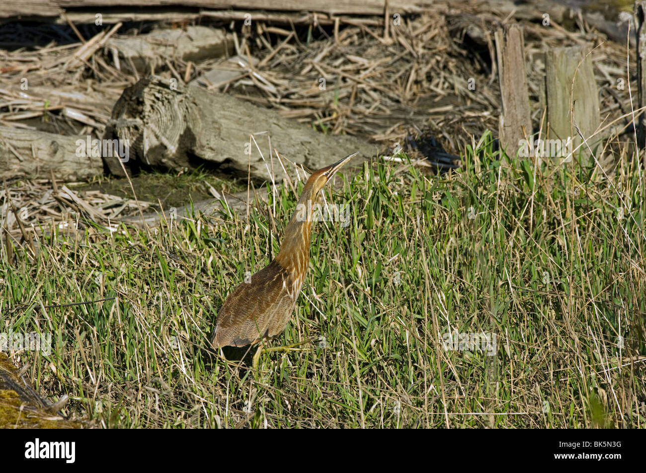 American Bittern, Botaurus lentiginosus Stock Photo - Alamy