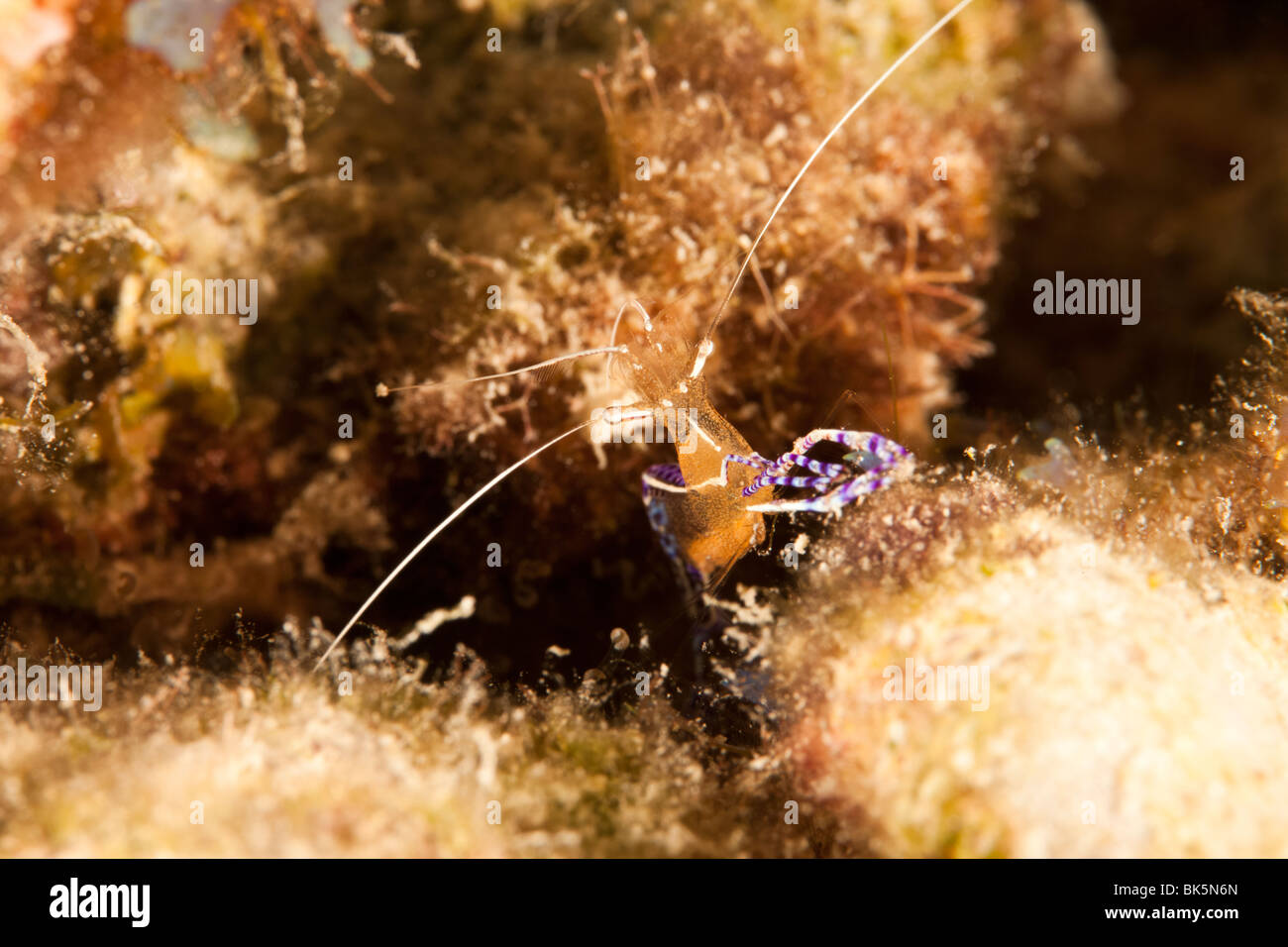 Pederson Cleaner Shrimp (Periclimenes pedersoni), Bonaire, Netherlands ...
