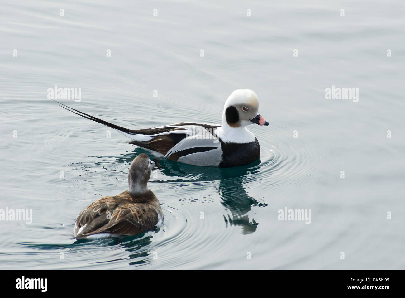 Oldsquaw duck hi-res stock photography and images - Alamy
