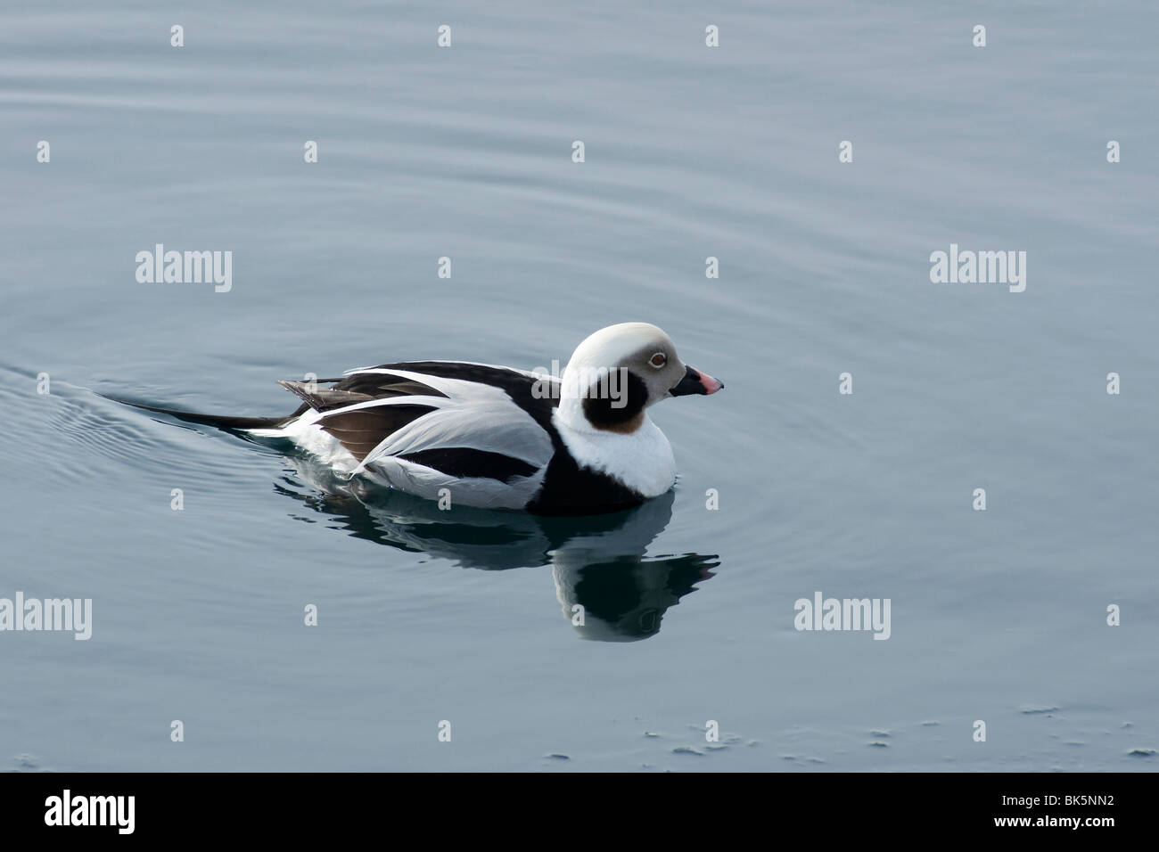 Oldsquaw duck hi-res stock photography and images - Alamy