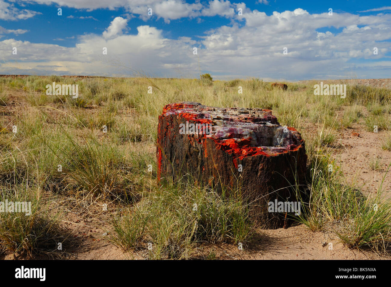 Petrified tree trunk hi-res stock photography and images - Alamy