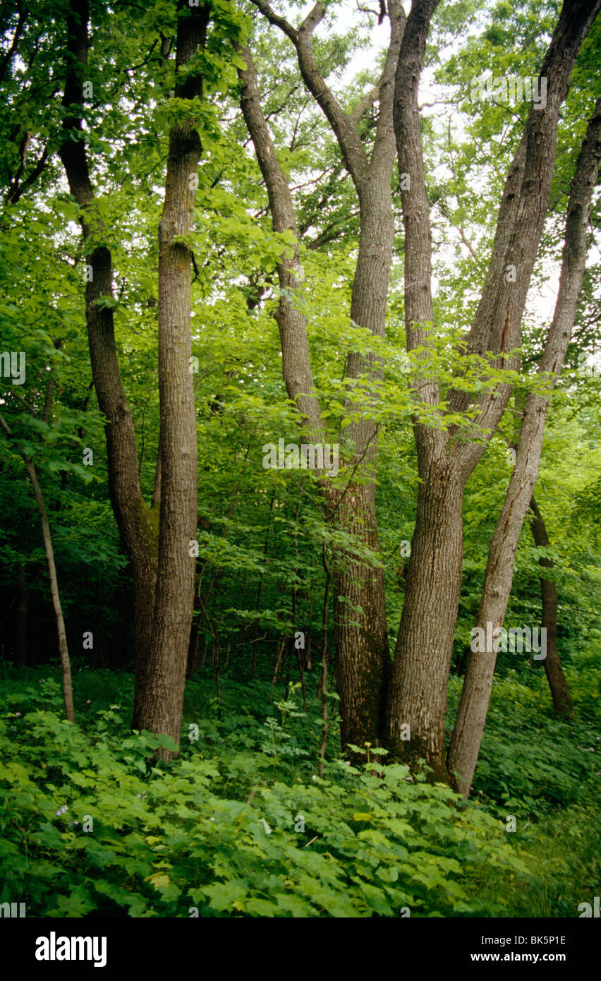 Basswood trees in a forest, Camden State Park, Minnesota, USA Stock ...