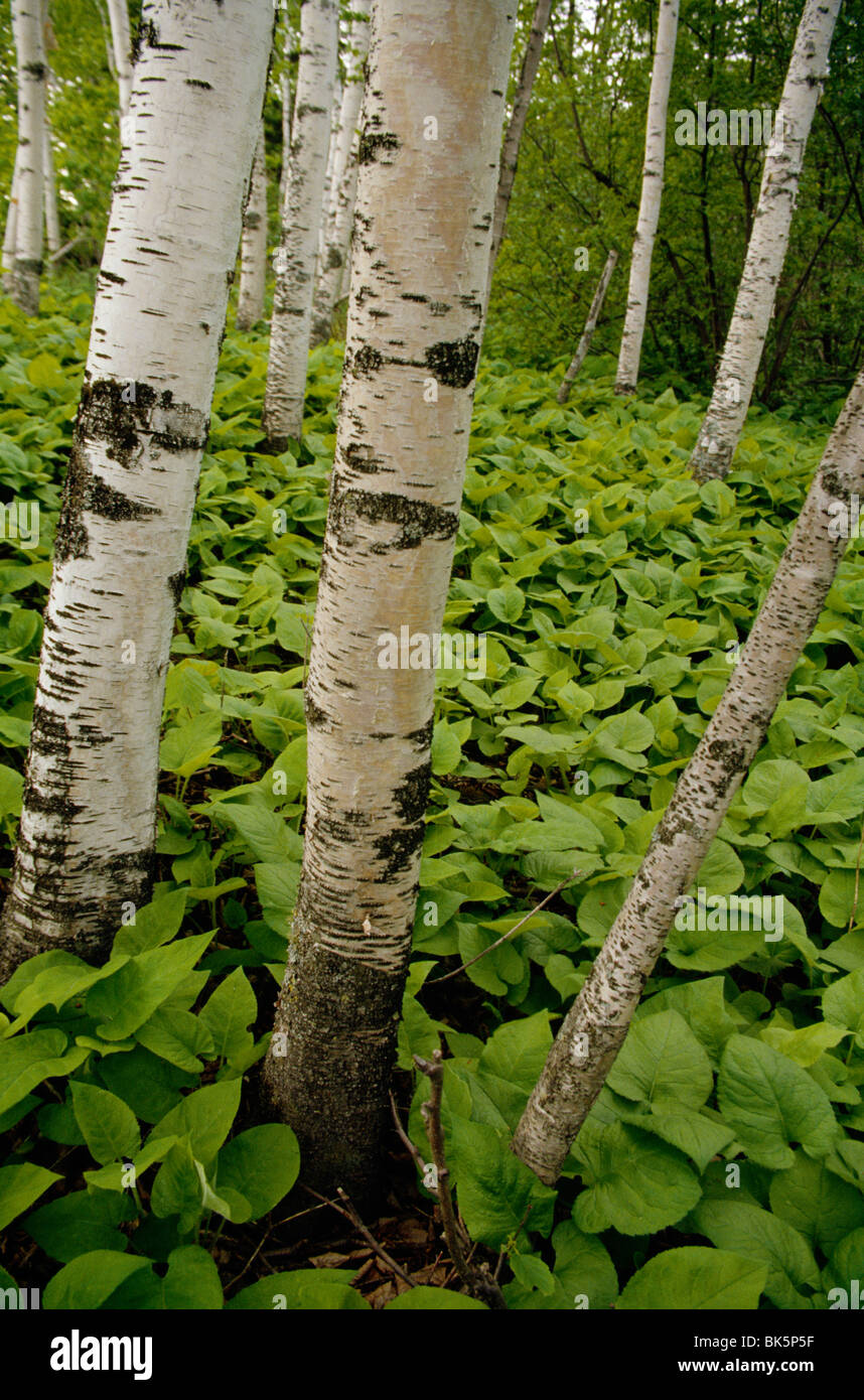 Birch trees in a forest, Itasca State Park, Minnesota, USA Stock Photo ...