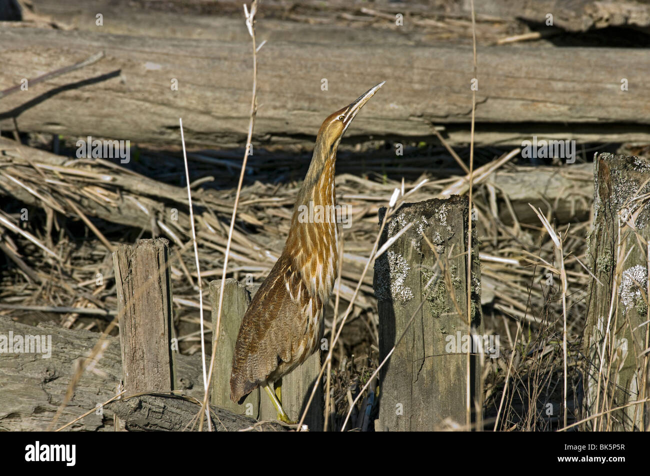 American Bittern, Botaurus lentiginosus Stock Photo - Alamy