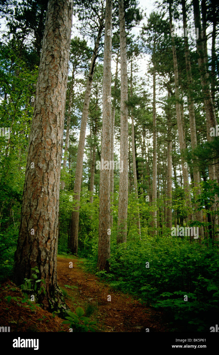 Red pine trees in a forest, Itasca State Park, Minnesota, USA Stock ...