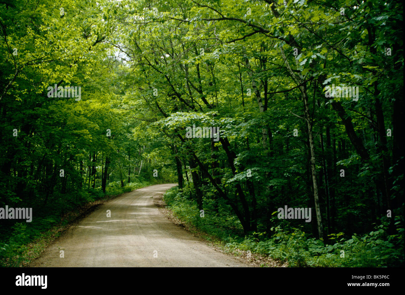 Road passing through a forest, Itasca State Park, Minnesota, USA Stock ...