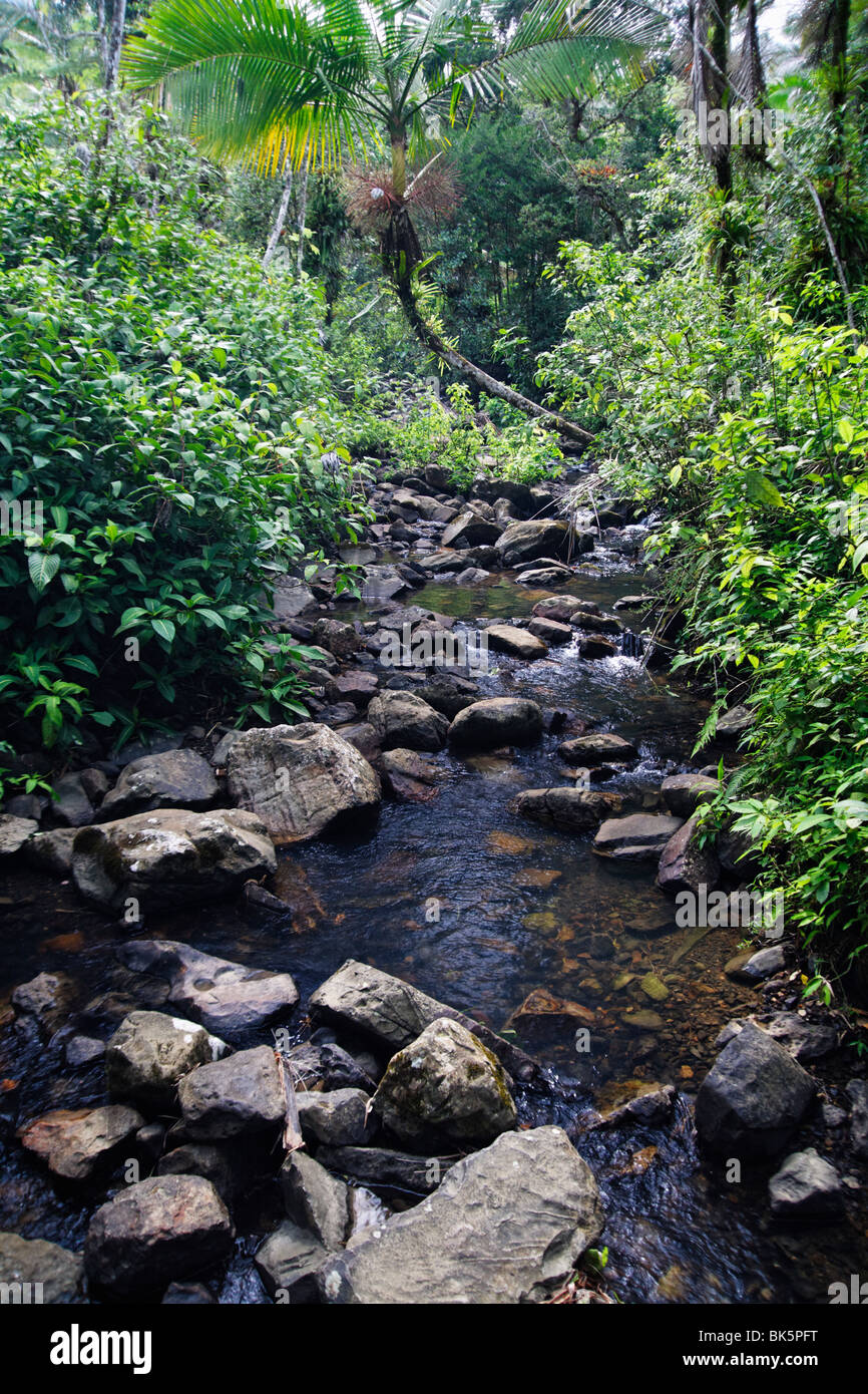 Tropical Stream in a Rainforest, El Yunque, Puerto Rico Stock Photo - Alamy