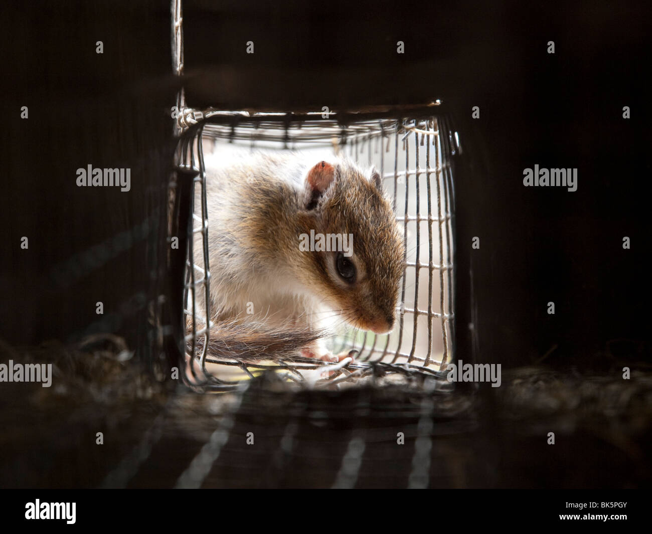 Chipmunk hole hi-res stock photography and images - Alamy