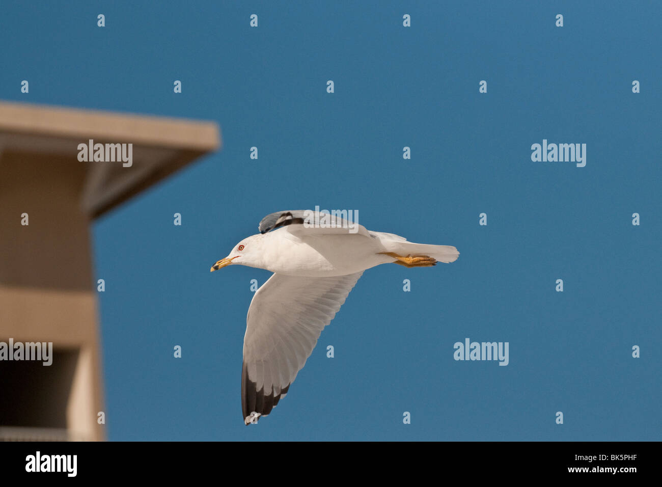 Ring-billed gull in flight Stock Photo - Alamy