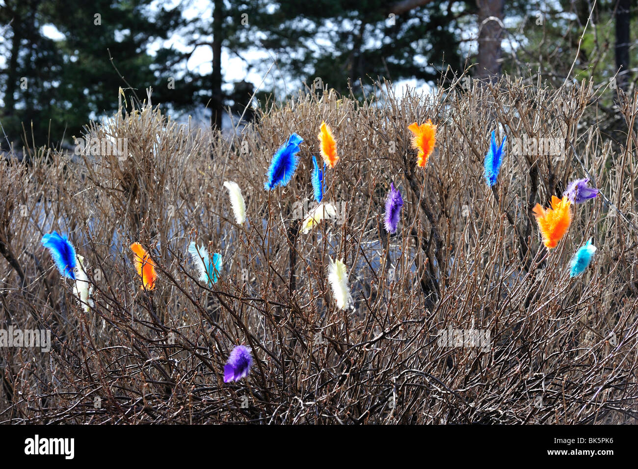 Feather bush hi-res stock photography and images - Alamy