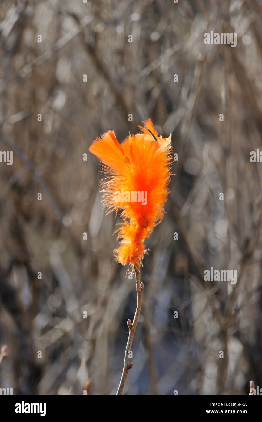 Easter bush hi-res stock photography and images - Alamy