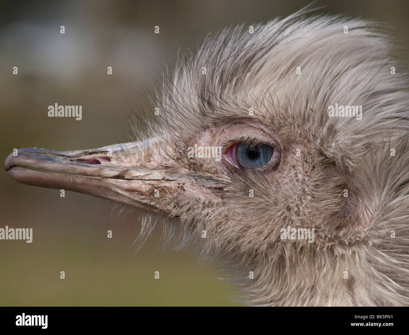 Rhea Farming High Resolution Stock Photography and Images - Alamy