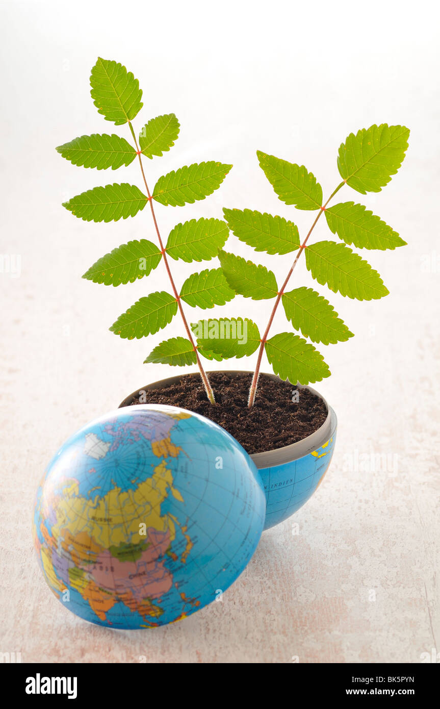 Plants Growing out of Globe Stock Photo - Alamy