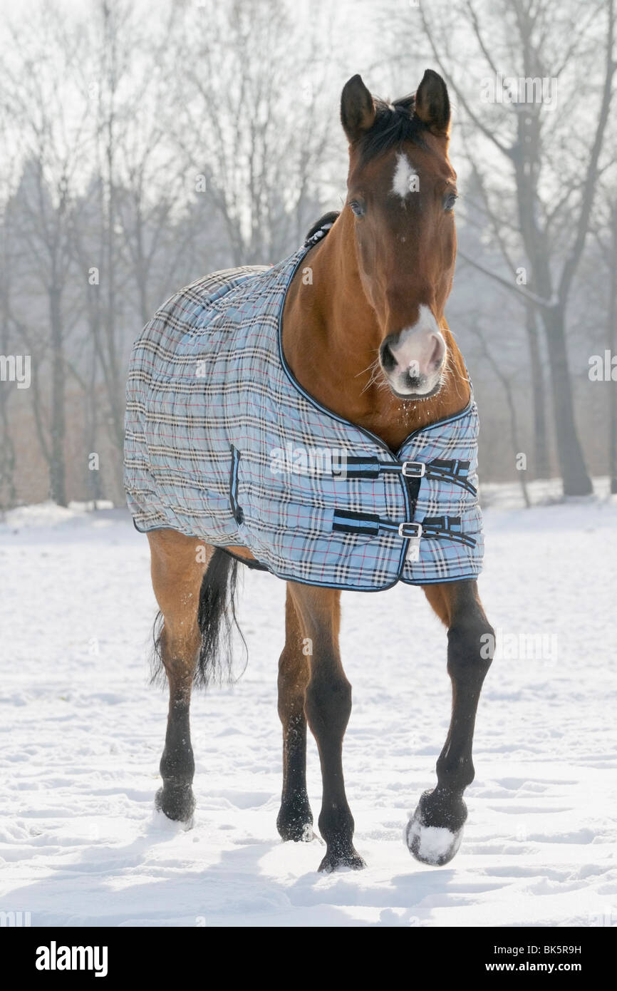 Horse rug hi-res stock photography and images - Alamy