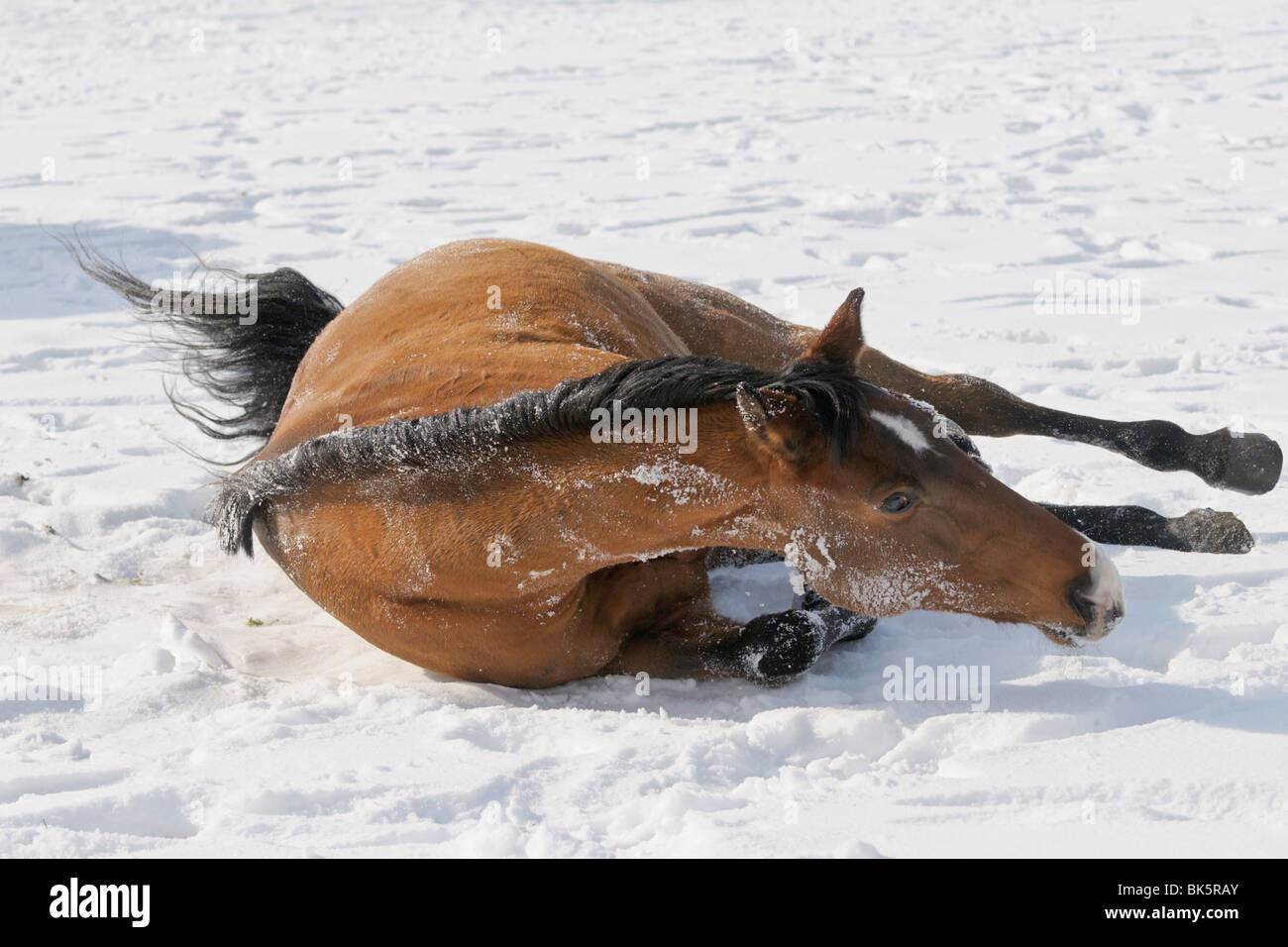 Oldenburg breed horse rolling in the snow Stock Photo - Alamy