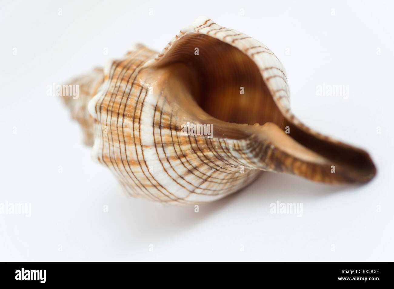 Select focus seashell hi-res stock photography and images - Alamy