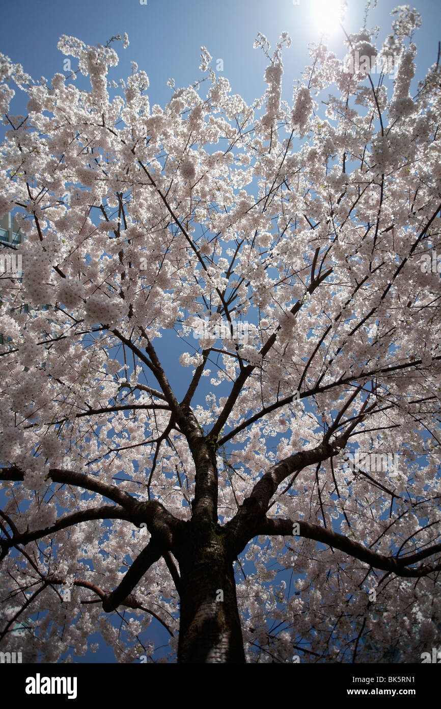 Canada cherry blossom festival hi-res stock photography and images - Alamy