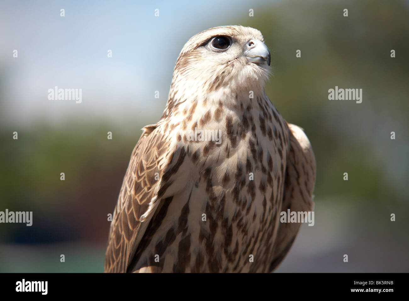 Portrait of Falcon Stock Photo - Alamy