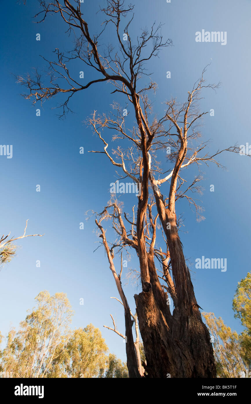 River red gum forest echuca hi-res stock photography and images - Alamy