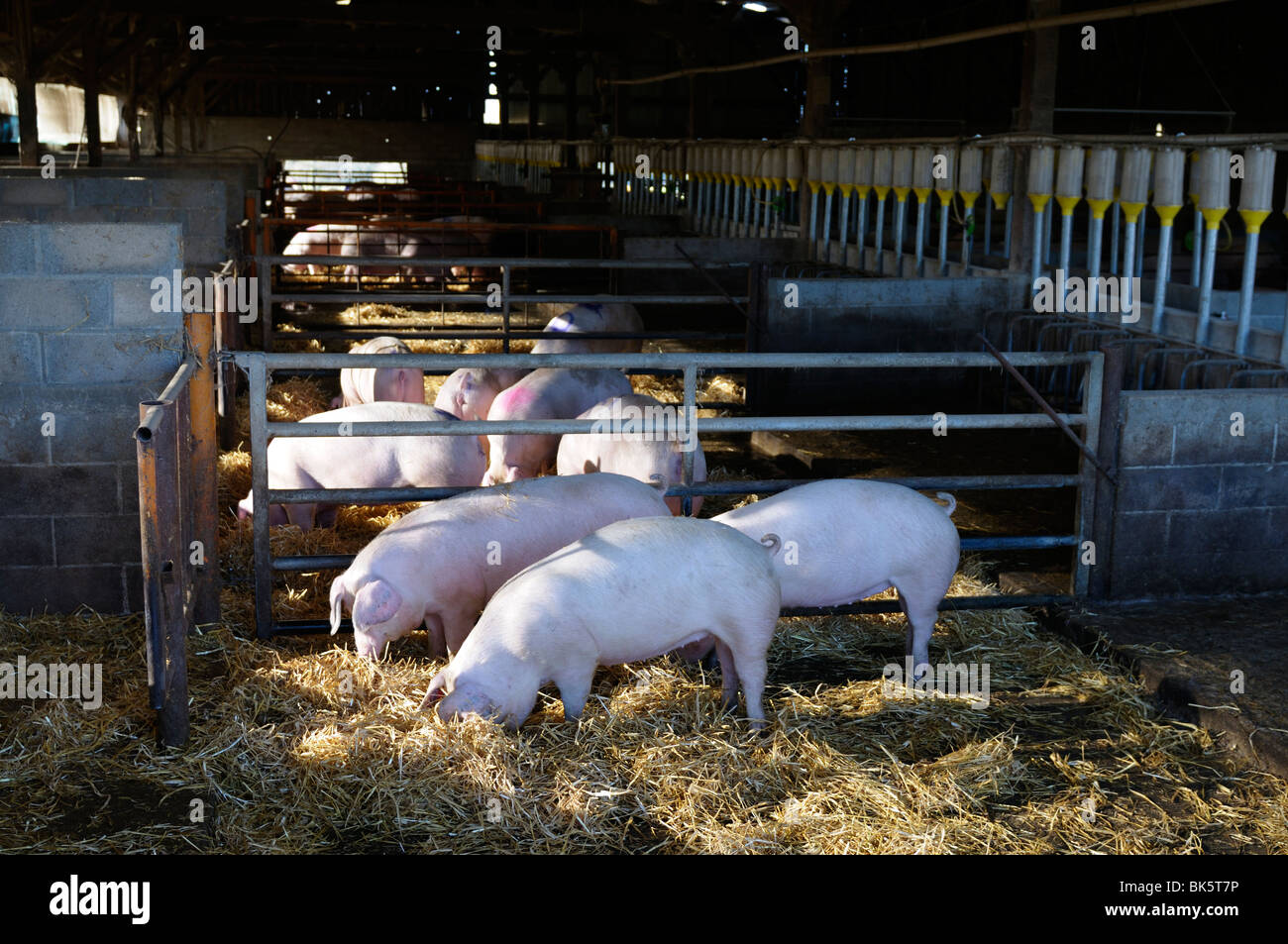 Stock photo of a commercial pig farming unit in France Stock Photo - Alamy