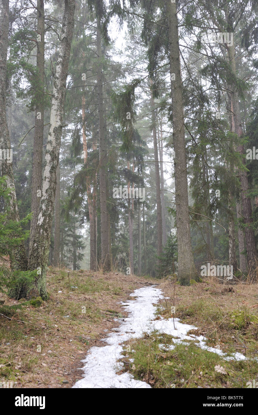 Spring in the wood. Melting snow, water, spruces Stock Photo - Alamy