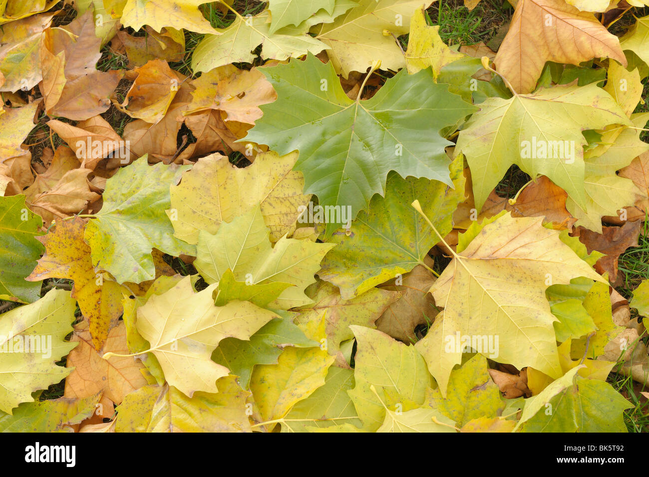 Sycamore Tree Leaves