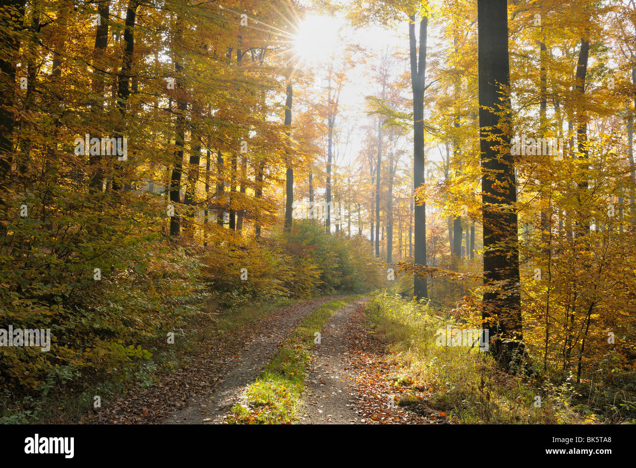 Beech Forest in Autumn, Spessart, Bavaria, Germany Stock Photo - Alamy