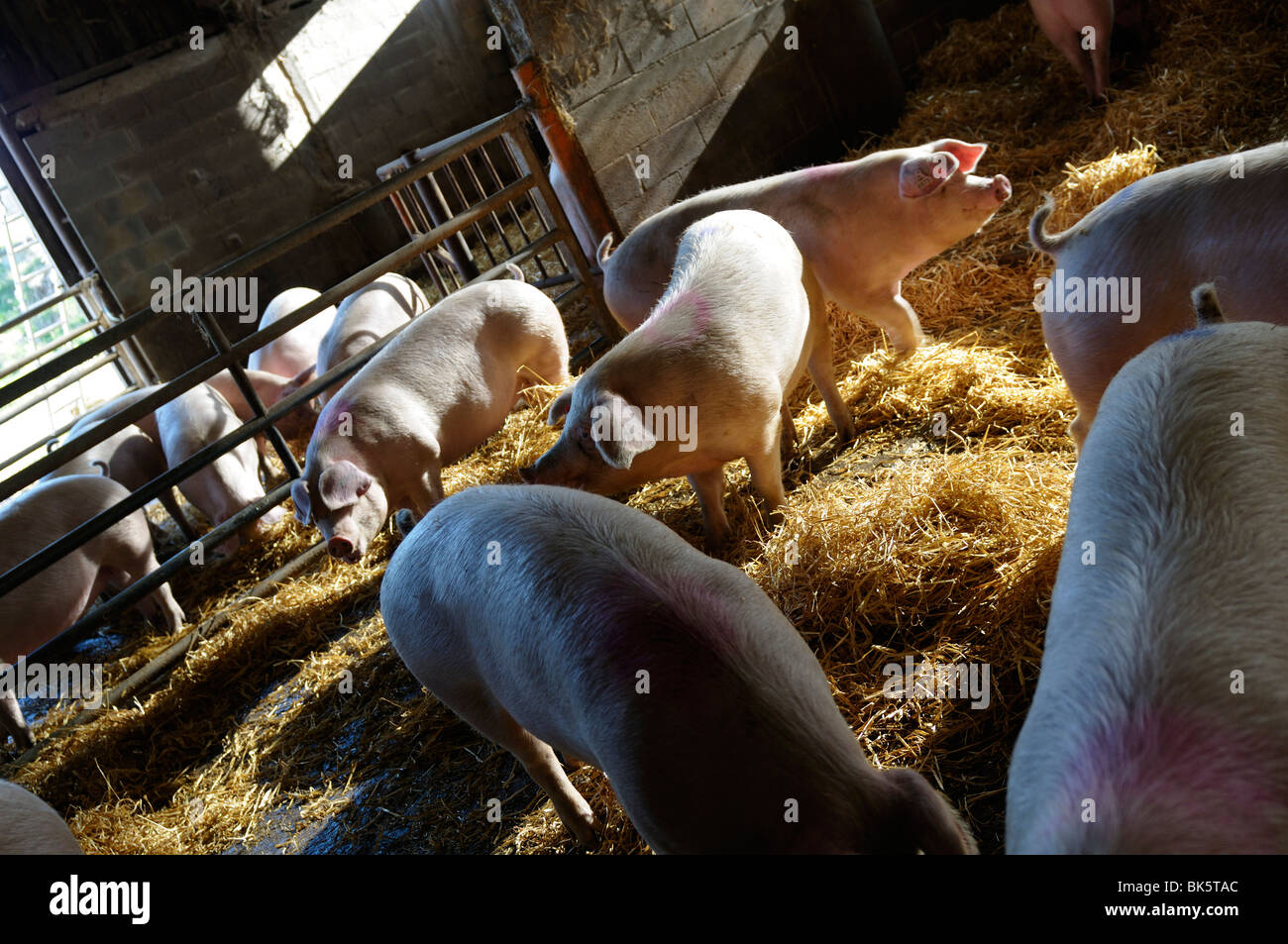 Stock photo of a commercial pig farming unit in France Stock Photo - Alamy
