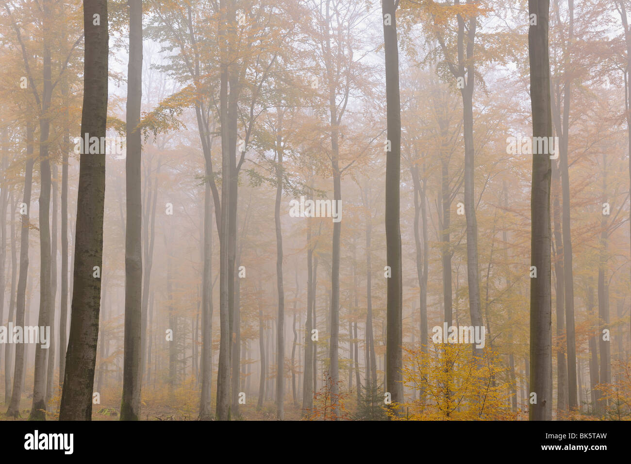 European Beech Tree High Resolution Stock Photography and Images - Alamy