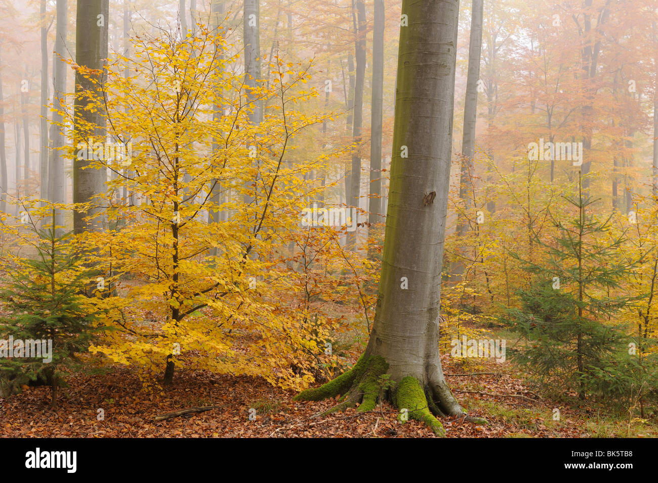 Beech Forest, Spessart, Bavaria, Germany Stock Photo - Alamy