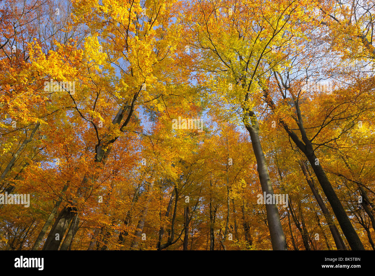 Autumn of beech hi-res stock photography and images - Alamy