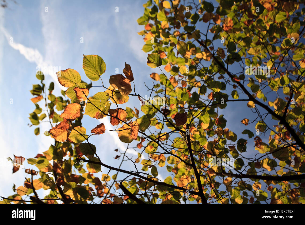 Autumn leaves on a branch Stock Photo - Alamy