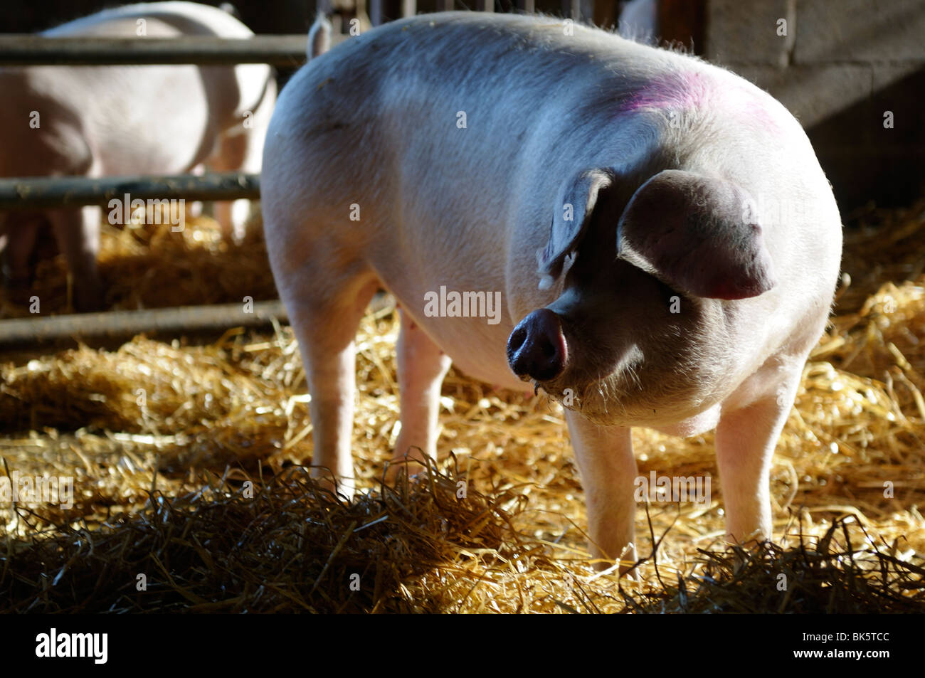 Commercial farm unit hi-res stock photography and images - Alamy