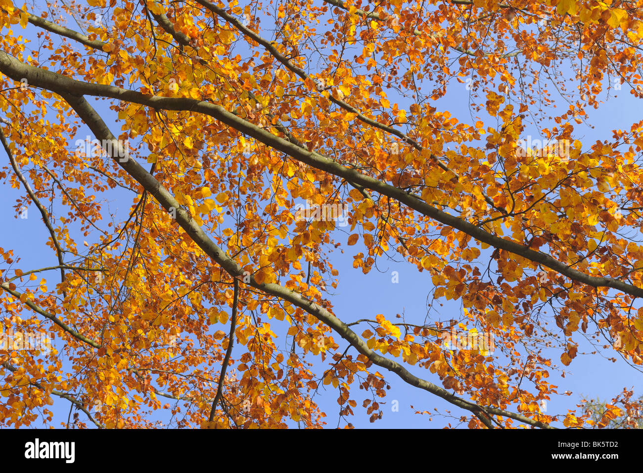 Beech Tree in Autumn, Spessart, Bavaria, Germany Stock Photo - Alamy