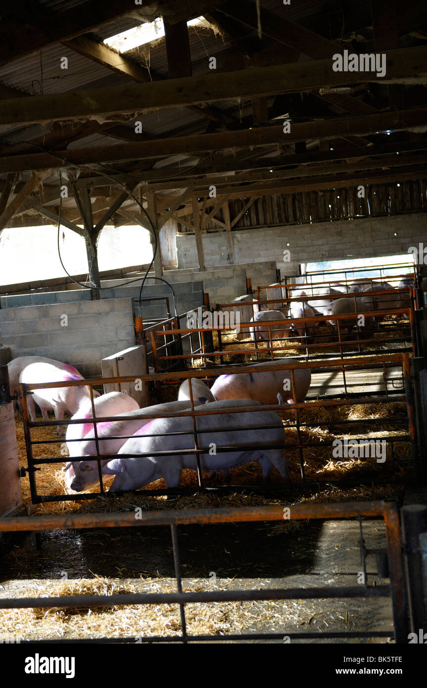 Stock photo of a commercial pig farming unit in France Stock Photo - Alamy