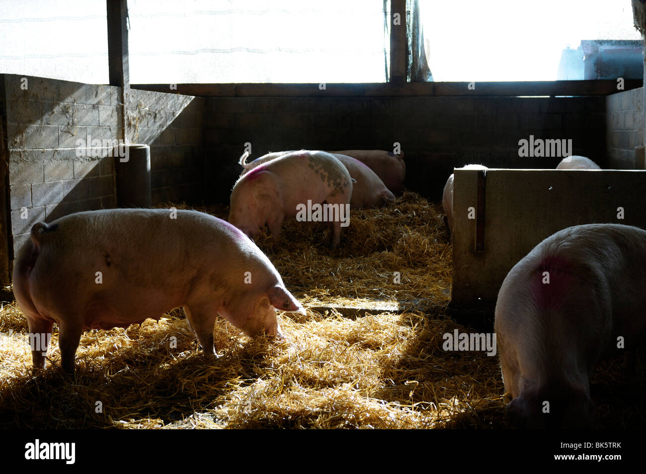 Rearing Pigs Stock Photos & Rearing Pigs Stock Images - Alamy