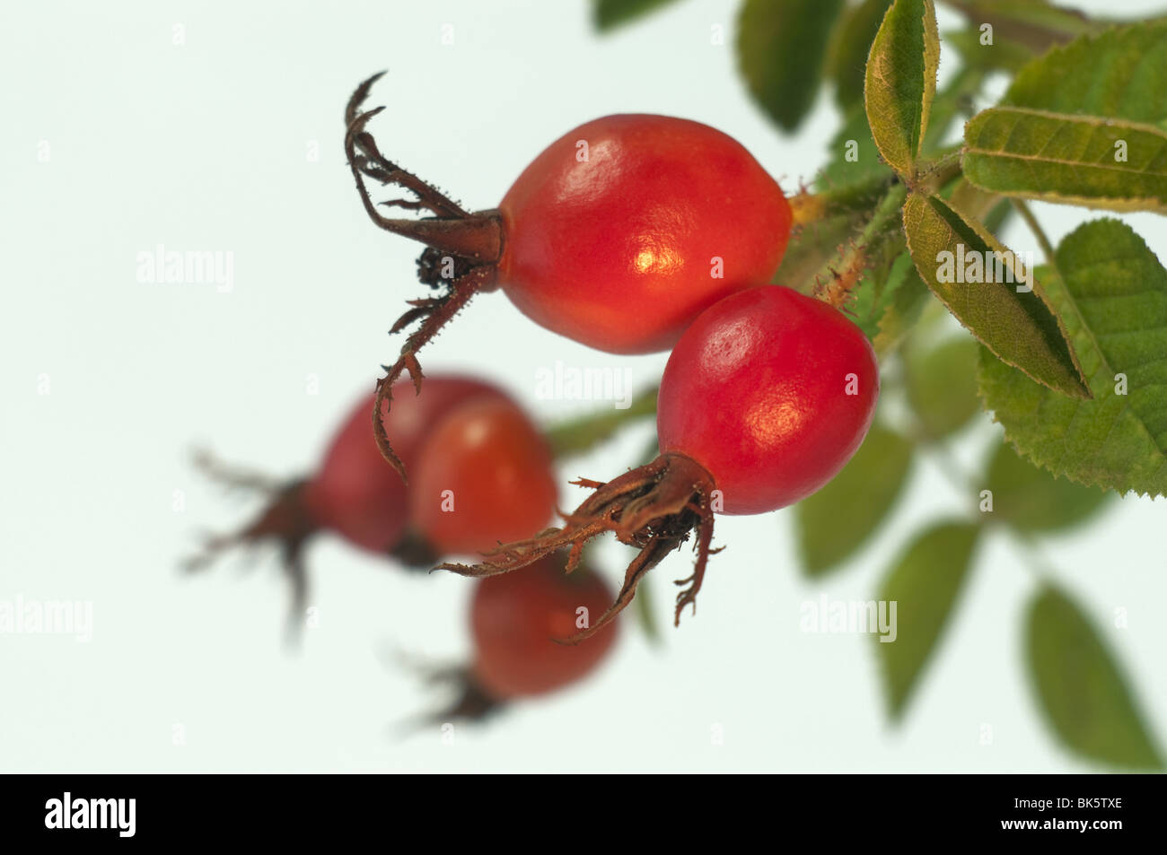 Dog Rose, Common Briar (Rosa canina), rose hips on a twig Stock Photo ...