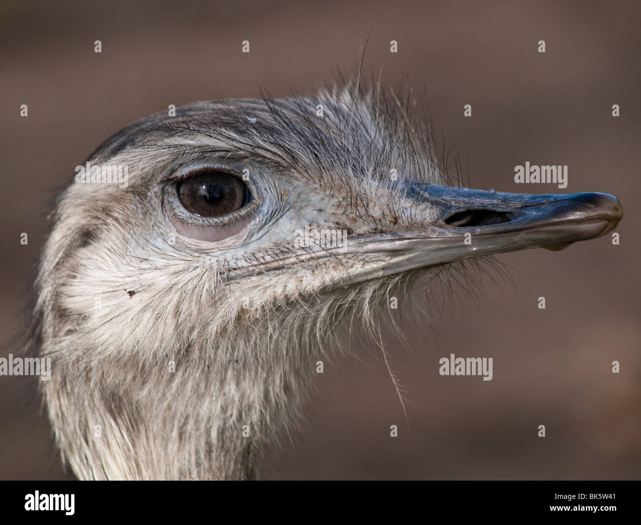 Rhea Farming High Resolution Stock Photography and Images - Alamy