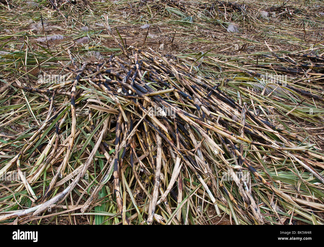 Sugar cane refining sugar hi-res stock photography and images - Alamy