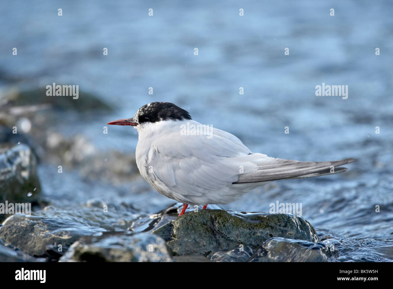 Antarctic tern (Sterna vittata), Grytviken, South Georgia, Polar ...