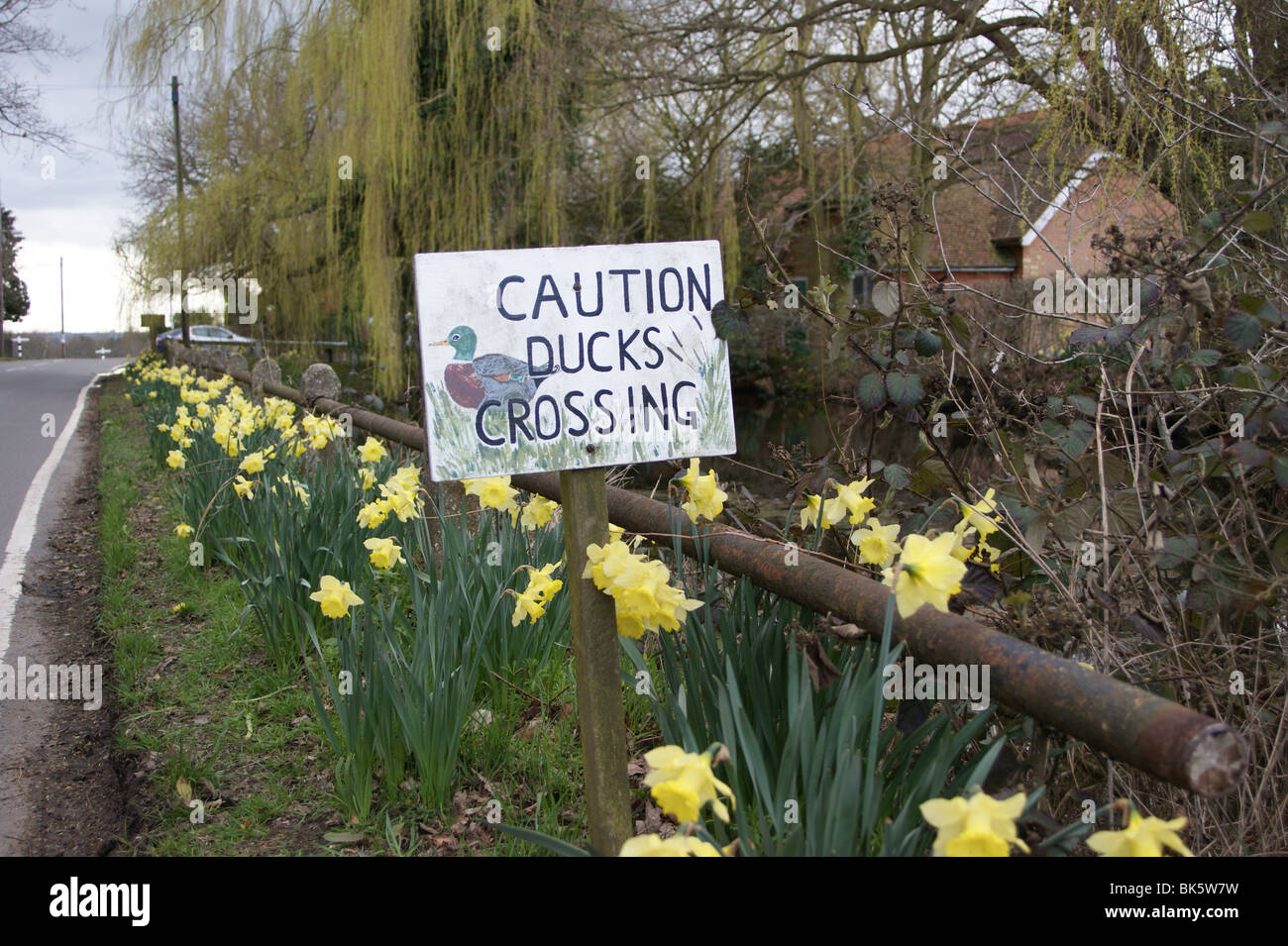 Village duckpond, Fryerning, Essex, England Stock Photo - Alamy