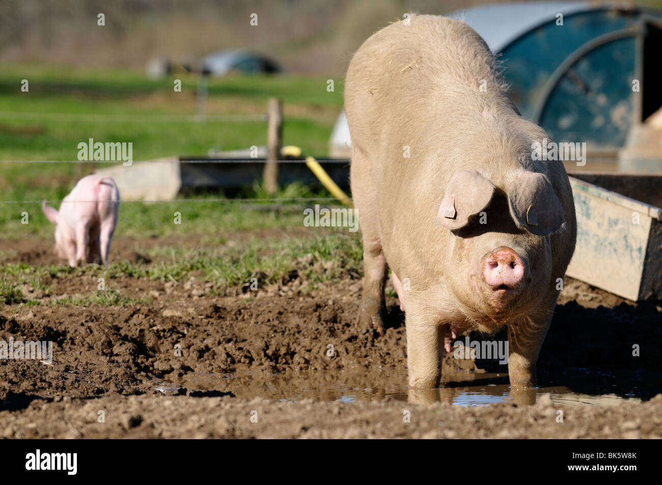 Pig in mud on farm hi-res stock photography and images - Alamy