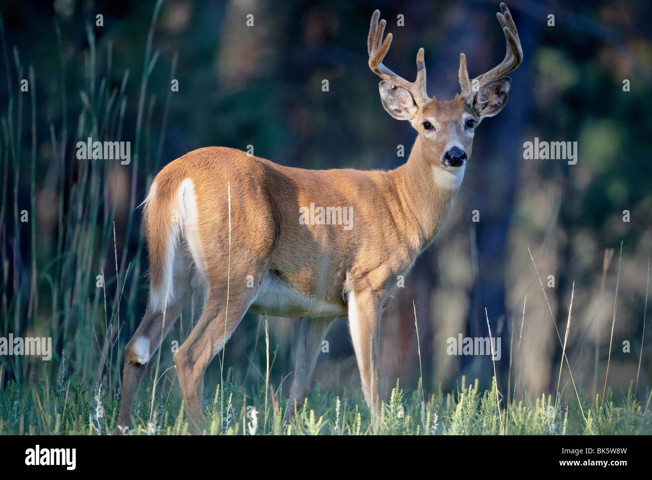 Whitetail deer side view hi-res stock photography and images - Alamy