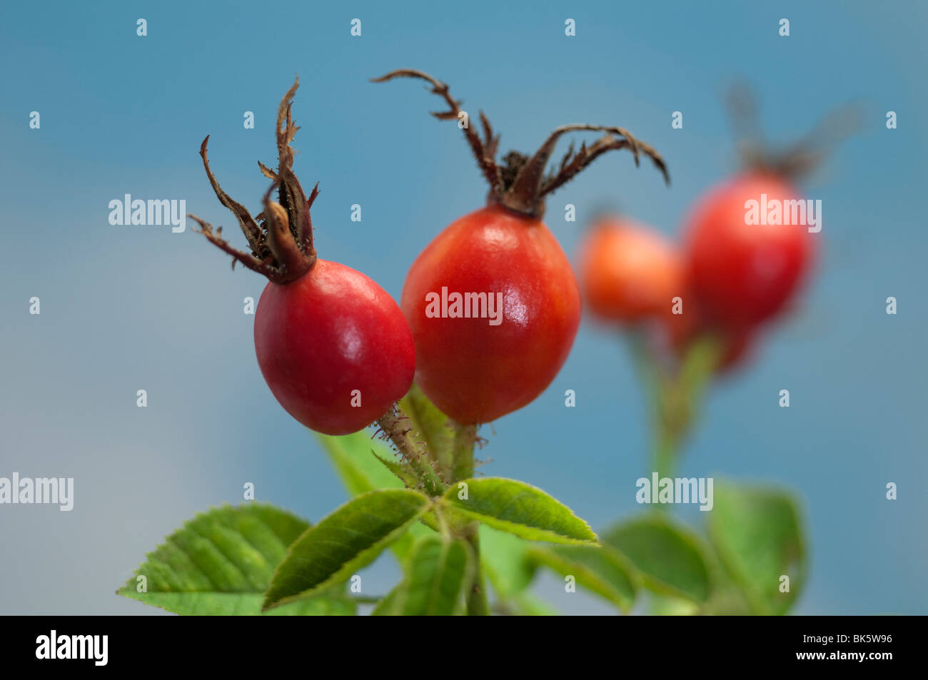 Fruit of briar hi-res stock photography and images - Alamy