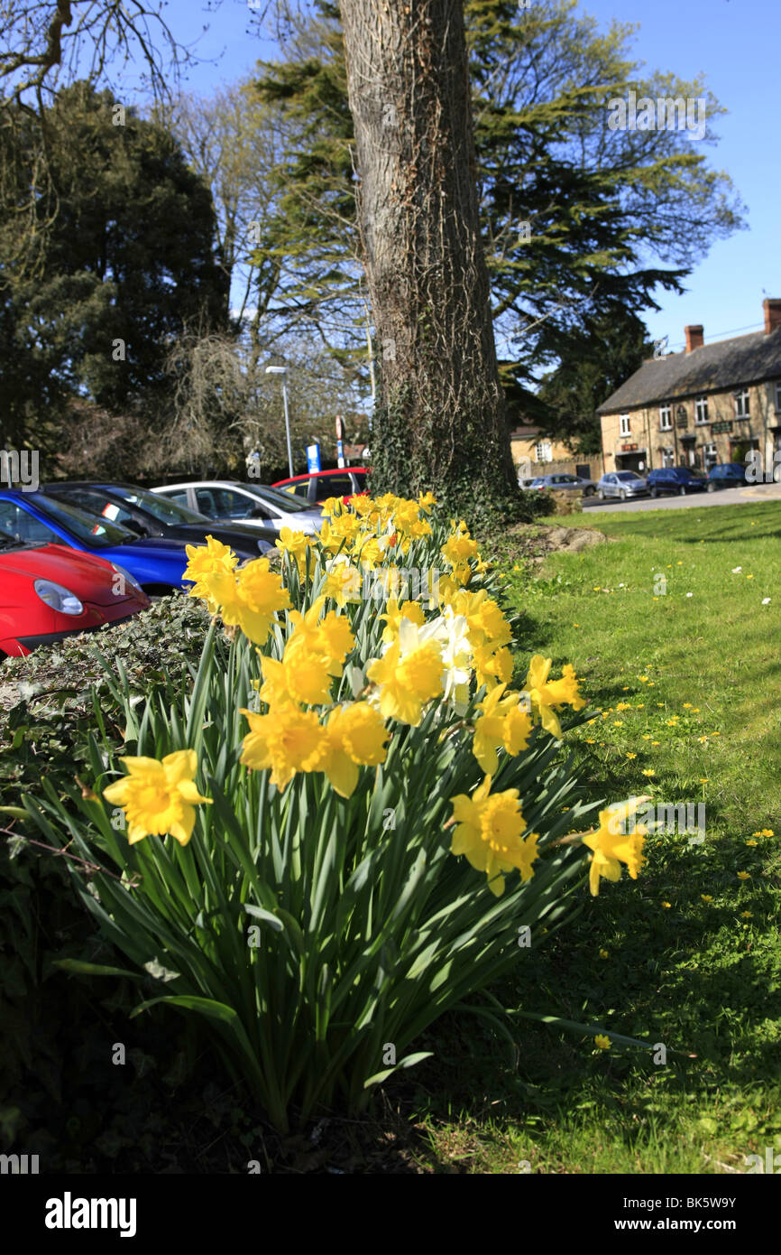 Row of springtime daffodils in Dorset England Stock Photo - Alamy