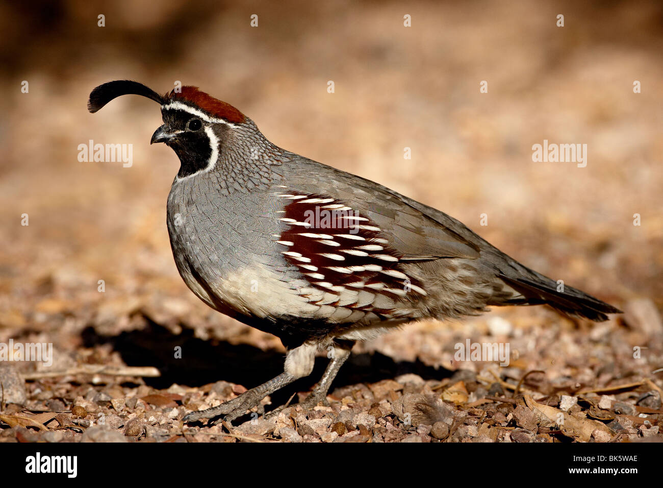 Gambels quail hi-res stock photography and images - Alamy